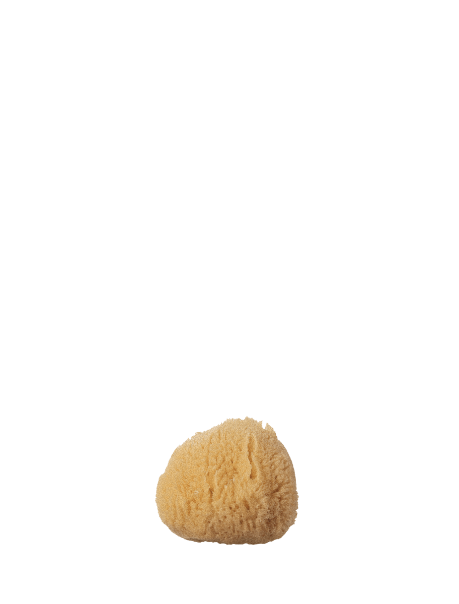 sea sponge / small | well kept