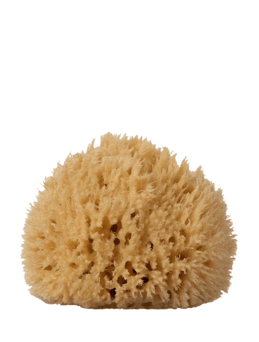 sea sponge / large | well kept